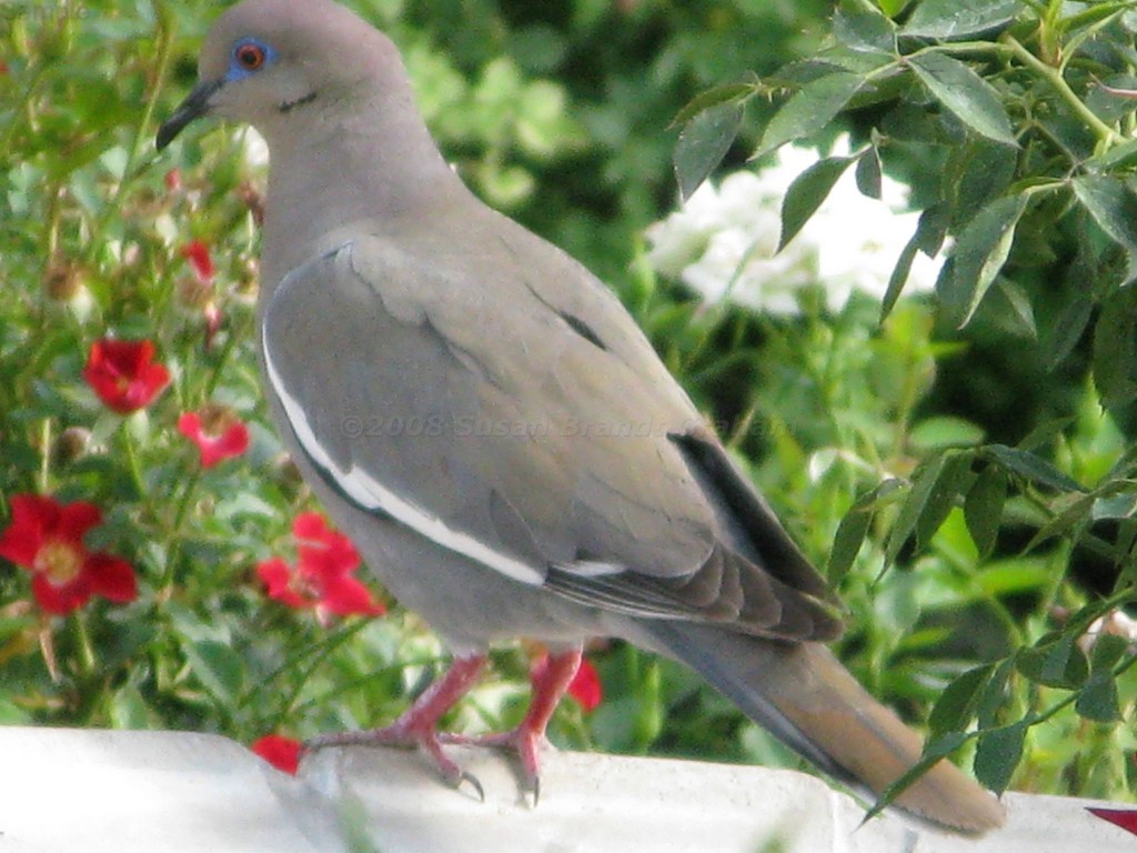 White Wing Dove - Southwest Desert GardeningSouthwest Desert Gardening